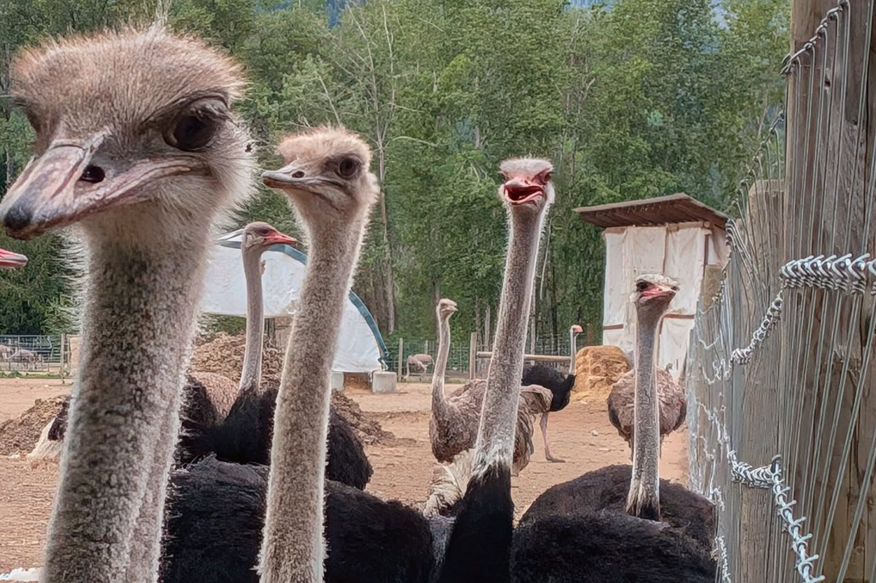 B.C. ostrich farm petitions agriculture minister to stop cull order ...
