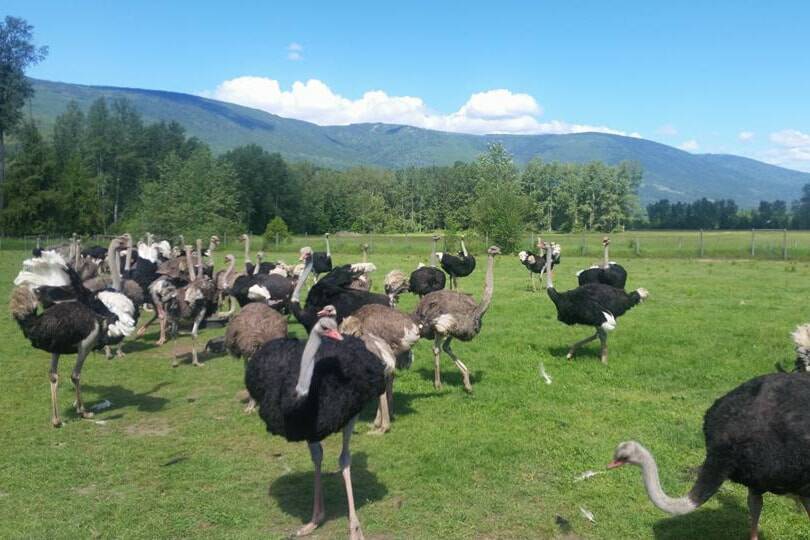 Cull of B.C. ostriches carried out, 11 months later | Clearwater Times
